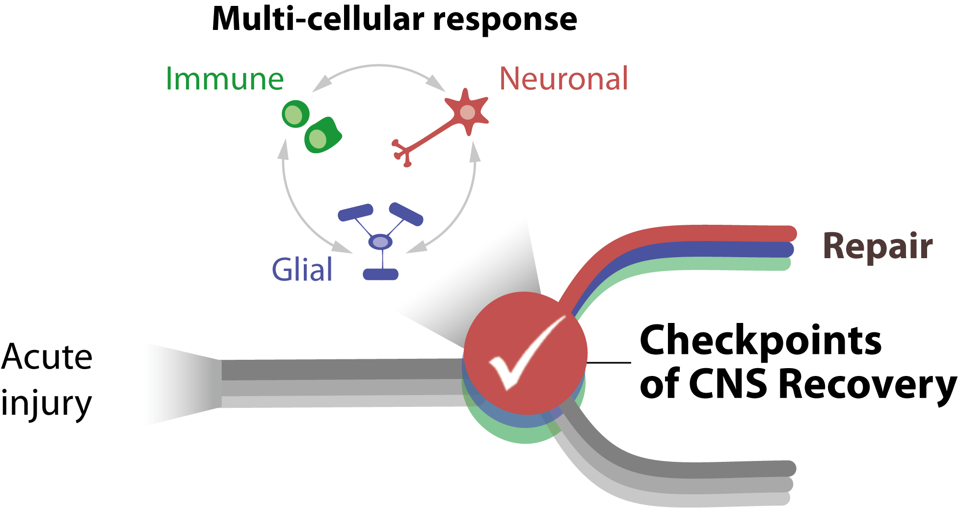 TRR 274 - Checkpoints of Central Nervous System Recovery